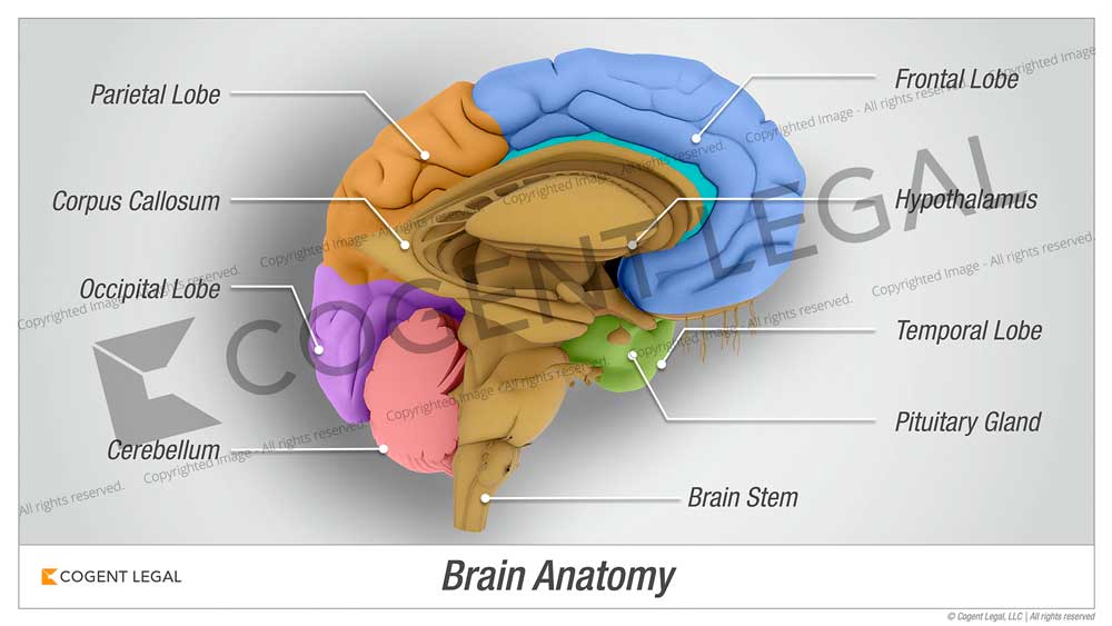 Brain Anatomy Interior