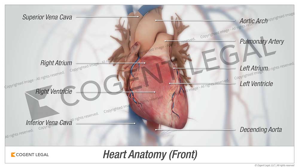 Heart Anatomy 1